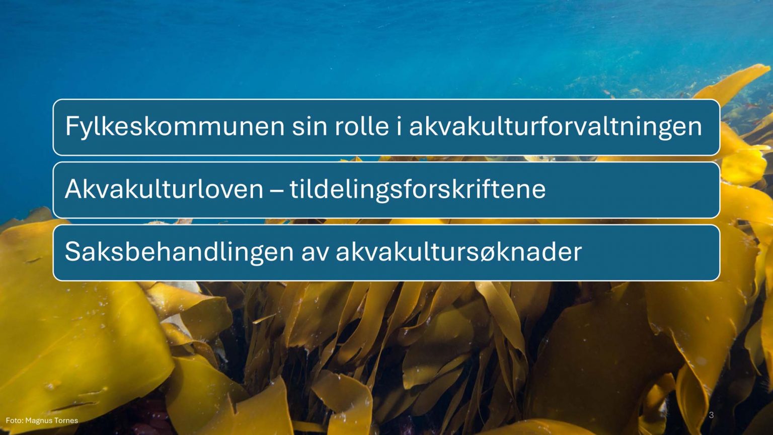 Oslofjordens Friluftsråd - Kan oppdrett av blåskjell, tare og tunikater ...