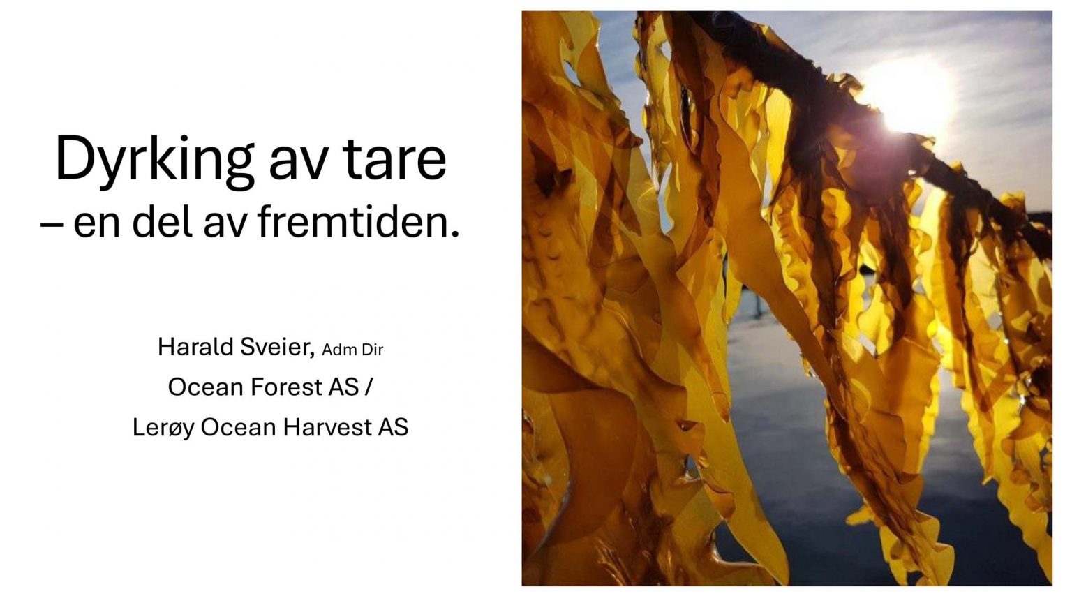Oslofjordens Friluftsråd - Kan oppdrett av blåskjell, tare og tunikater ...
