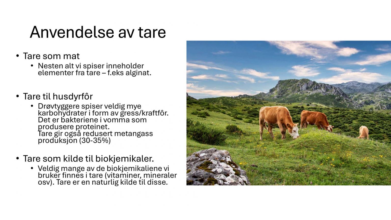Oslofjordens Friluftsråd - Kan oppdrett av blåskjell, tare og tunikater ...