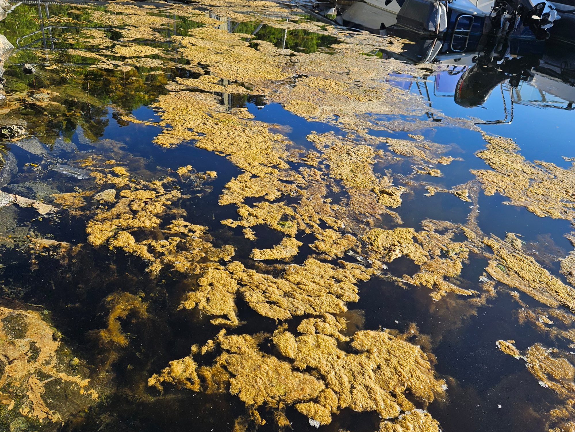 Kartlegging av lurv - Oslofjordens Friluftsråd